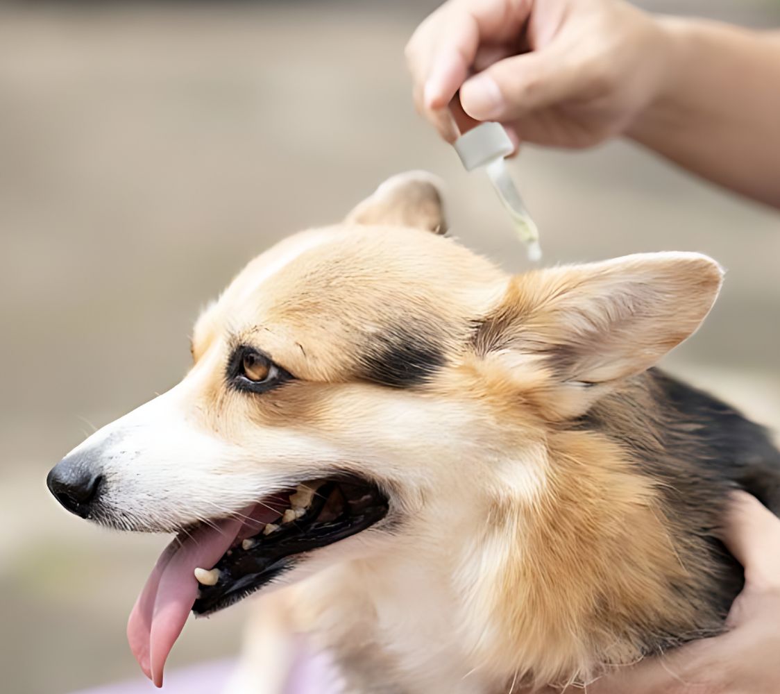 Pipeta Contra las Pulgas y Parásitos en Perros y Gatos | Finca Casarejo
