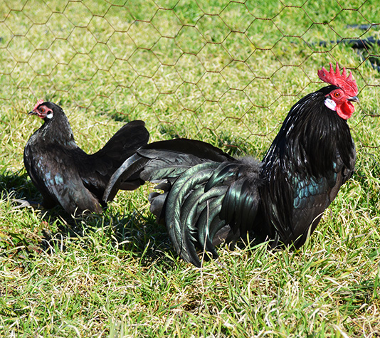 Comprar Gallinas Kriel Holandesas De Raza Pura | Finca Casarejo