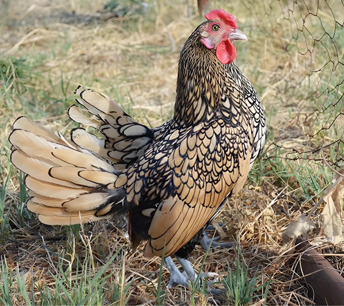 Gallina Sebright Raza Pura Garantizada de Gallina Enana | Finca Casarejo