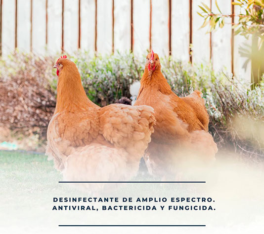 SoluClean: Desinfecta Bacterias y Hongos de los Gallineros | Finca Casarejo