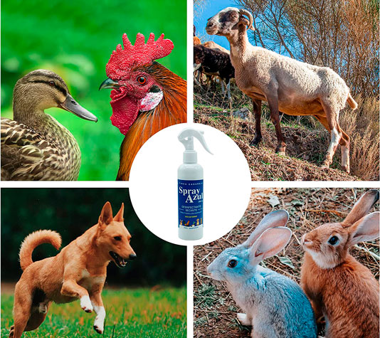Spray Azul Para Heridas en Animales: Desinfecta y Seca | Finca Casarejo