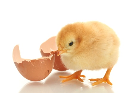 Cuál es el porcentaje de eclosión de los huevos en incubadora