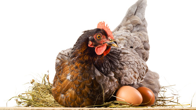 Gallina Incubando Huevos