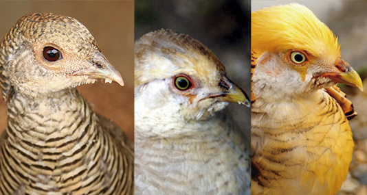 Cómo distinguir el sexo en faisanes jóvenes según su iris