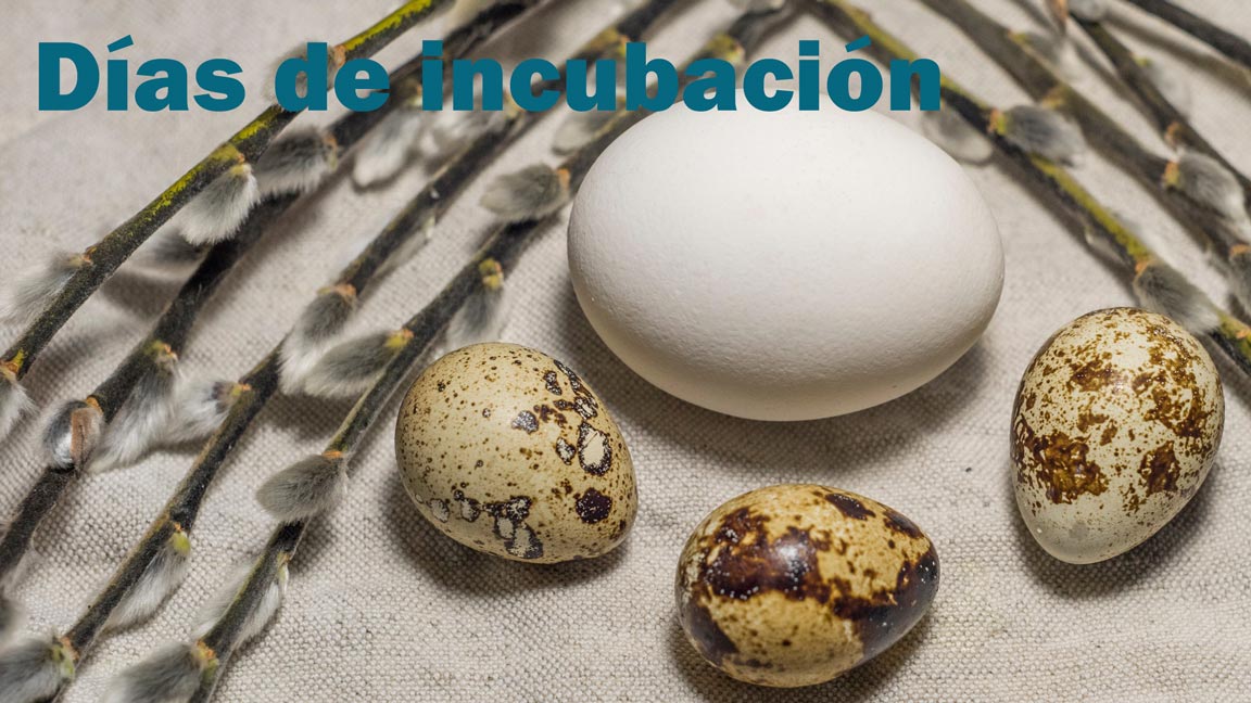 Cuántos Días Dura la Incubación de Huevos en las Aves
