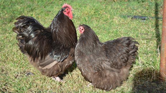 Cómo Obtener el Color Chocolate en las Gallinas de Raza