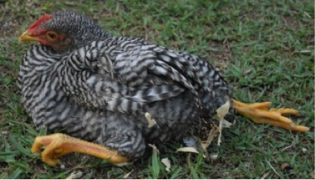 Síntomas y prevención de la enfermedad de Marek en las gallinas