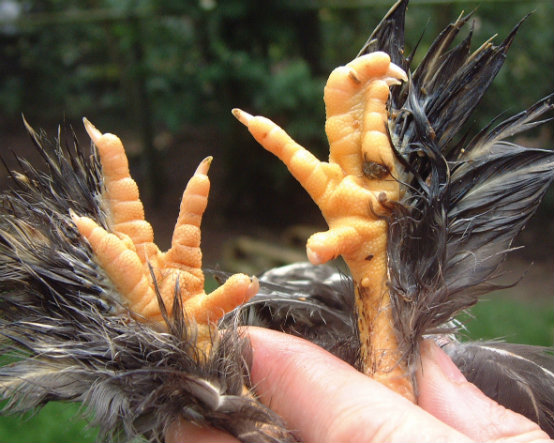 Por qué mi gallina tiene dos dedos pegados: la sindactilia