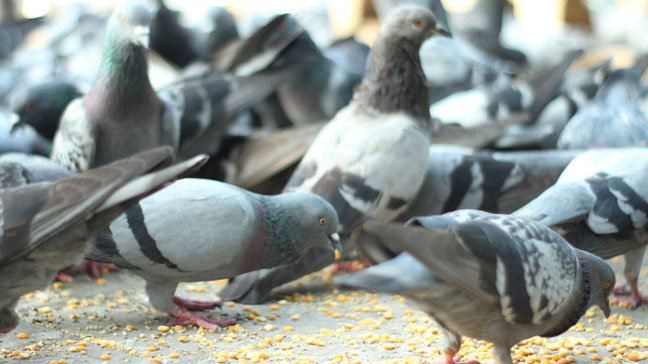 Cómo Debes Alimentar a Tus Palomas Para Que Estén Sanas
