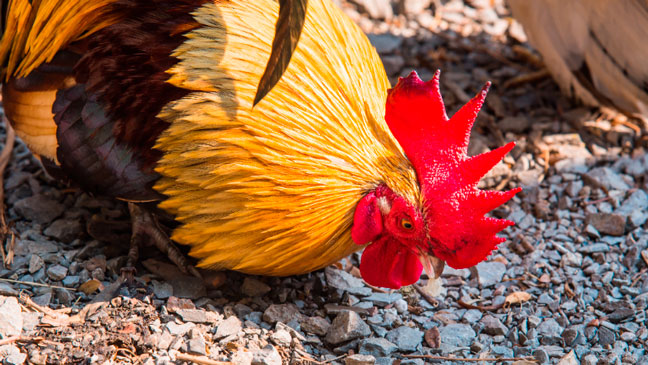 Por Qué las Gallinas Comen Piedras
