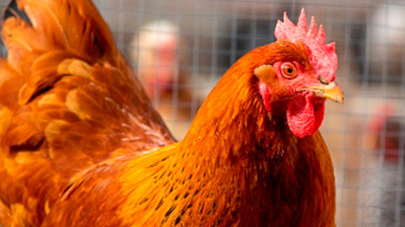 Por qué criar gallinas está de moda: te contamos los motivos