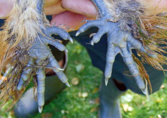 Qué es la braquidactilia en las gallinas: malformación en dedos