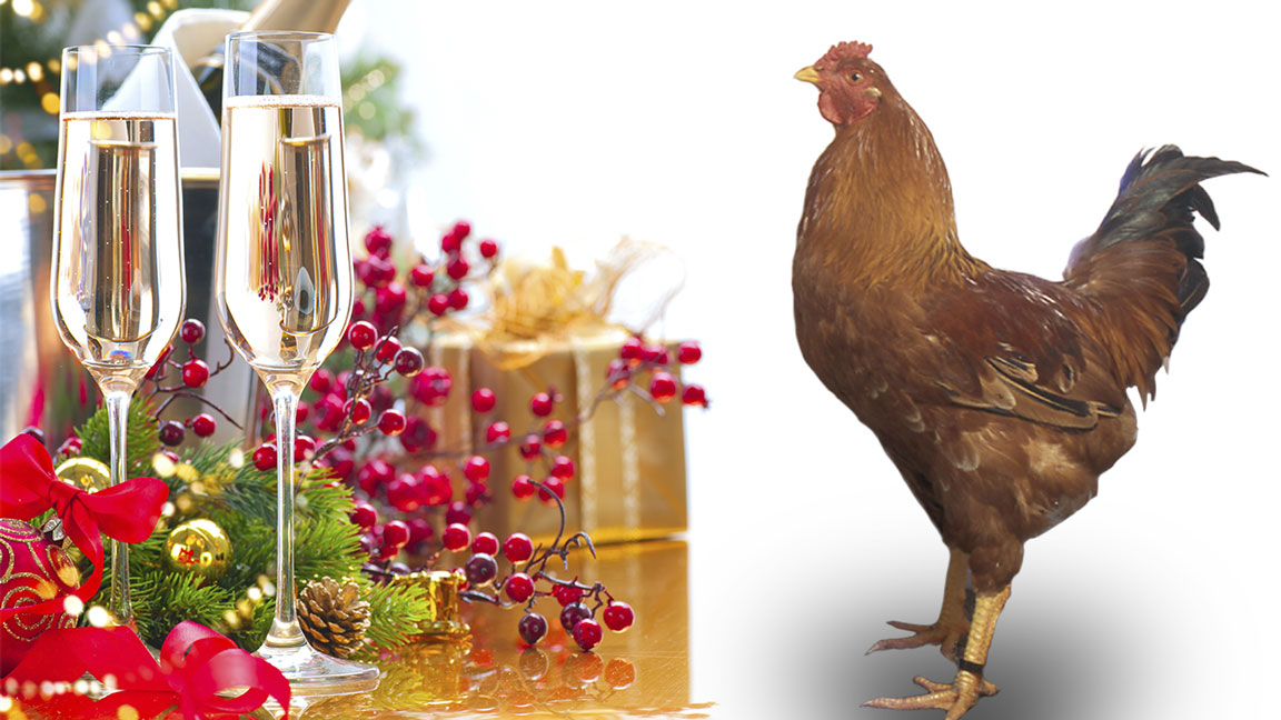 Qué Es Un Capón: Gallo Joven Castrado y Sobrealimentado