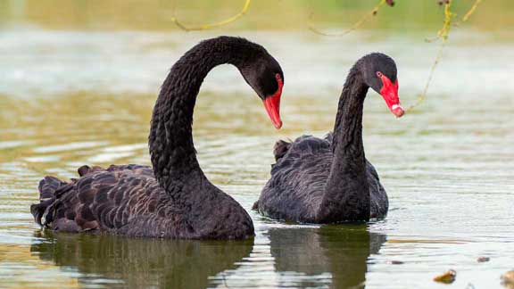 Cisne Negro (Cygnus Atratus): Características y Otros Datos