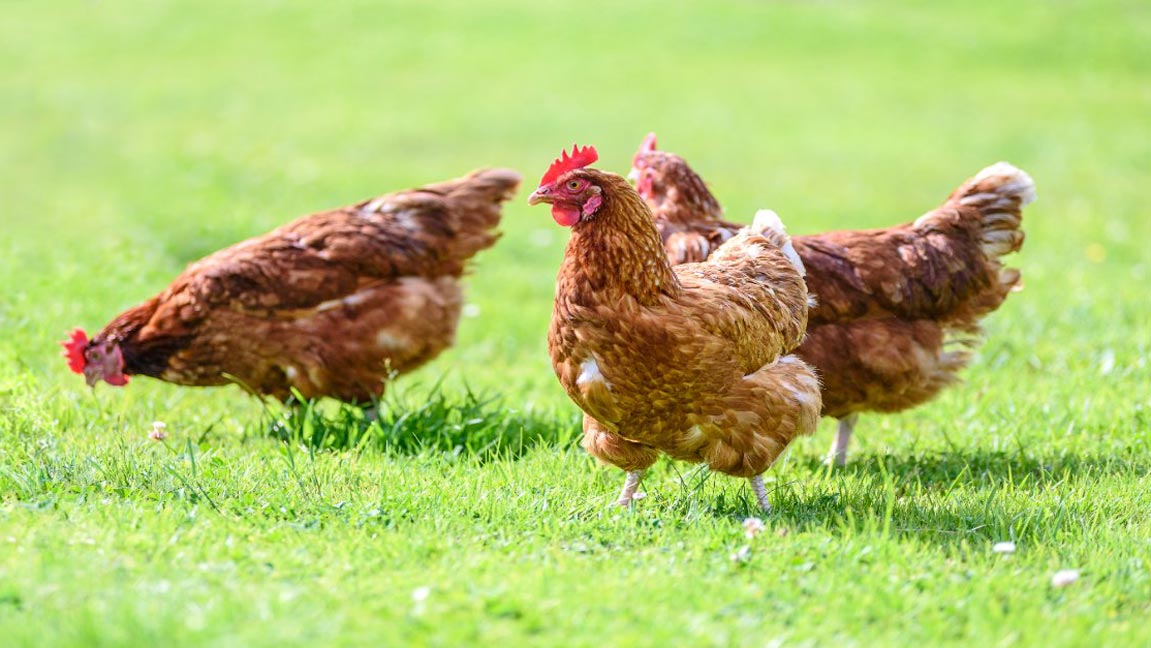 ¿Qué Hierba Sembrar Para Alimentar a Las Gallinas?