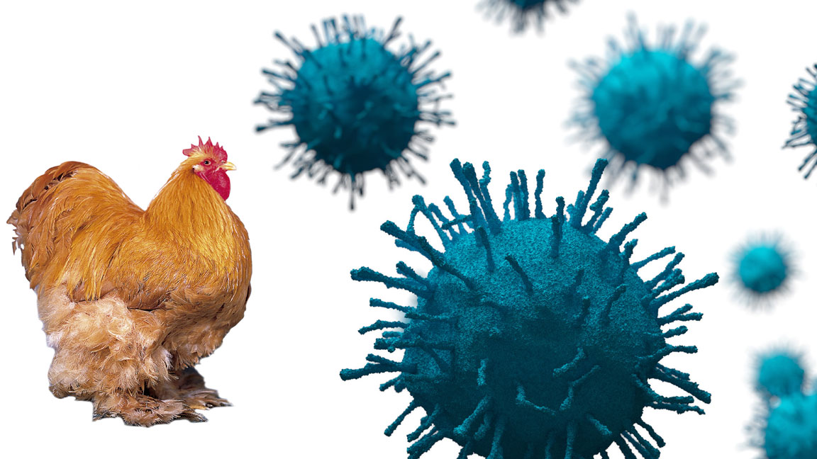 ¿Qué Es La Coriza Aviar o Catarro de las Gallinas?