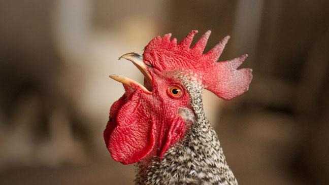 ¿Qué Funciones Tiene la Cresta de los Gallos?