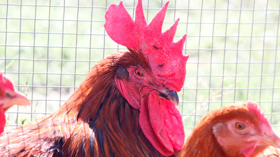 5 tipos de crestas de gallina: simple, en rosa, guisante...
