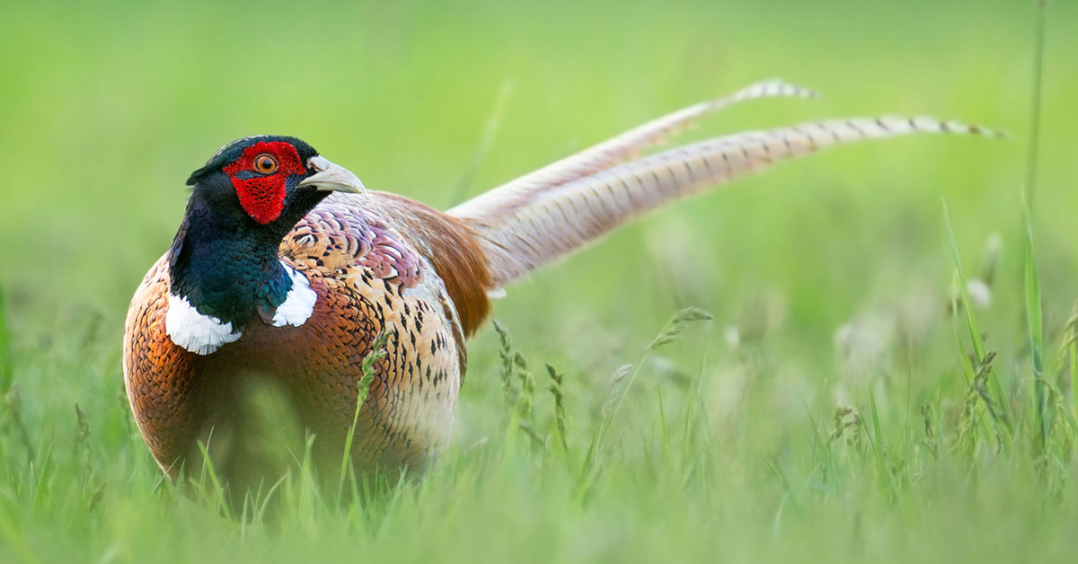 Cómo criar faisanes: todos los consejos que necesitas saber