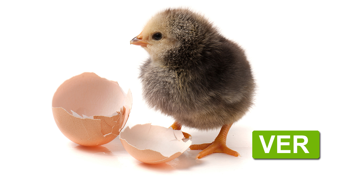 Curso de Incubación Gratuito: todo lo que necesitas saber