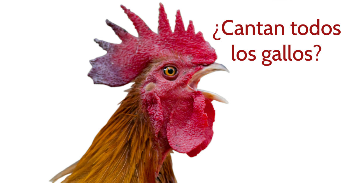 ¿Todos los gallos cantan igual? ¿Hay razas que no canten?