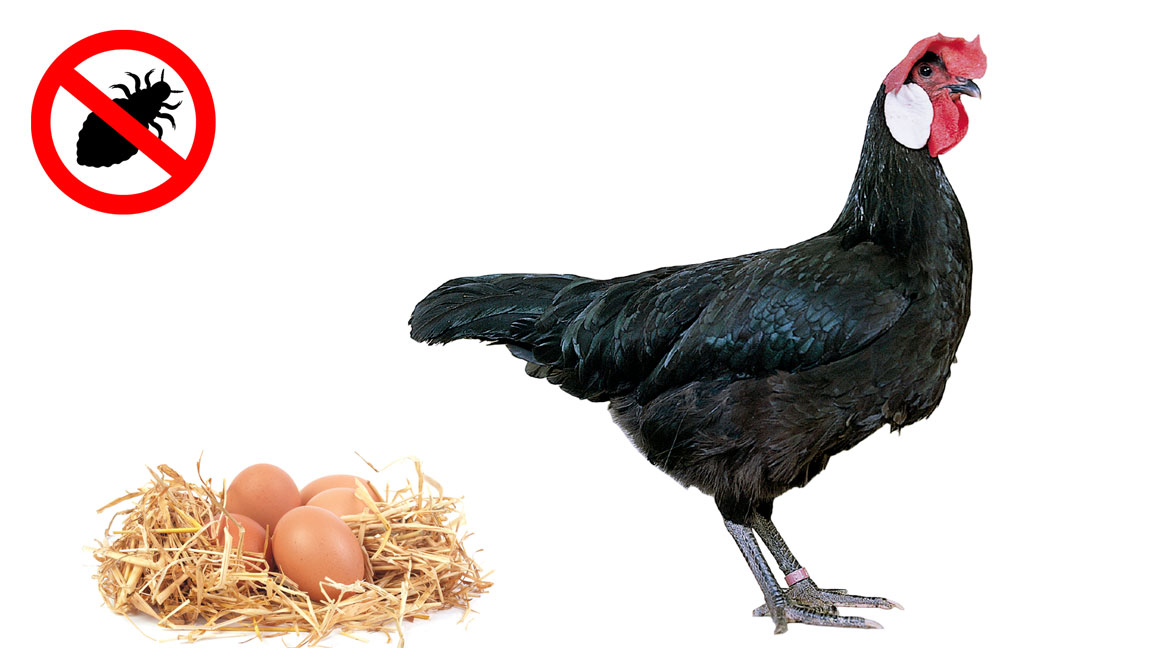 ¿Por Qué Mi Gallina Clueca Abandona el Nido? Consejos