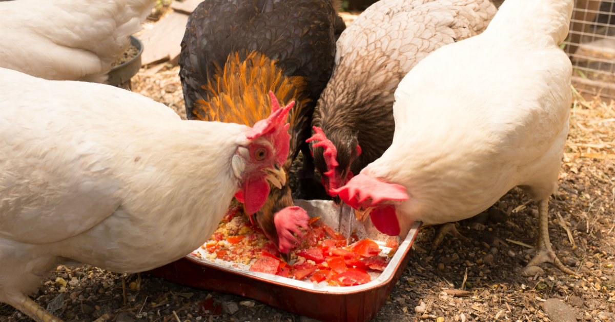 Restos de nuestra Comida: ¿son buenos para las Gallinas?