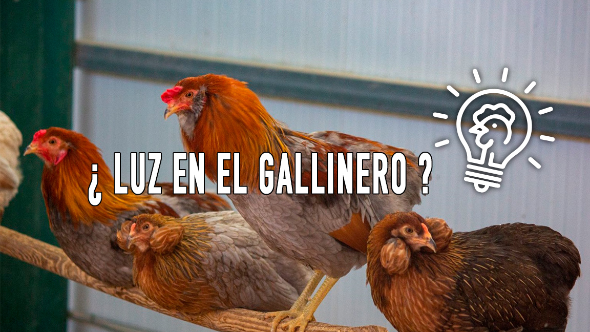 Los Perros Necesitan Una Luz Encendida Por La Noche