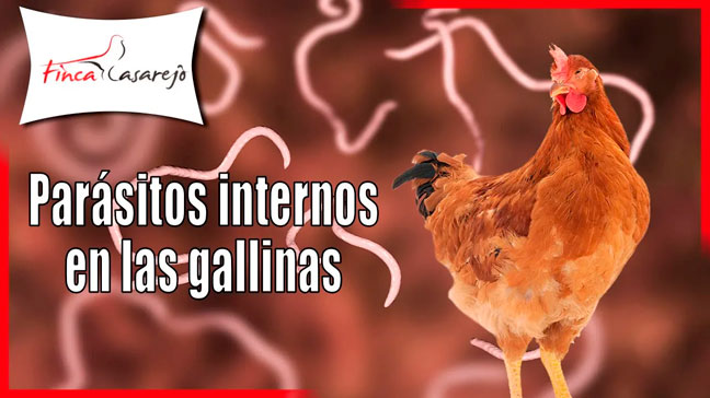 Por Qué Mi Gallina Está Tan Delgada: Parásitos Internos