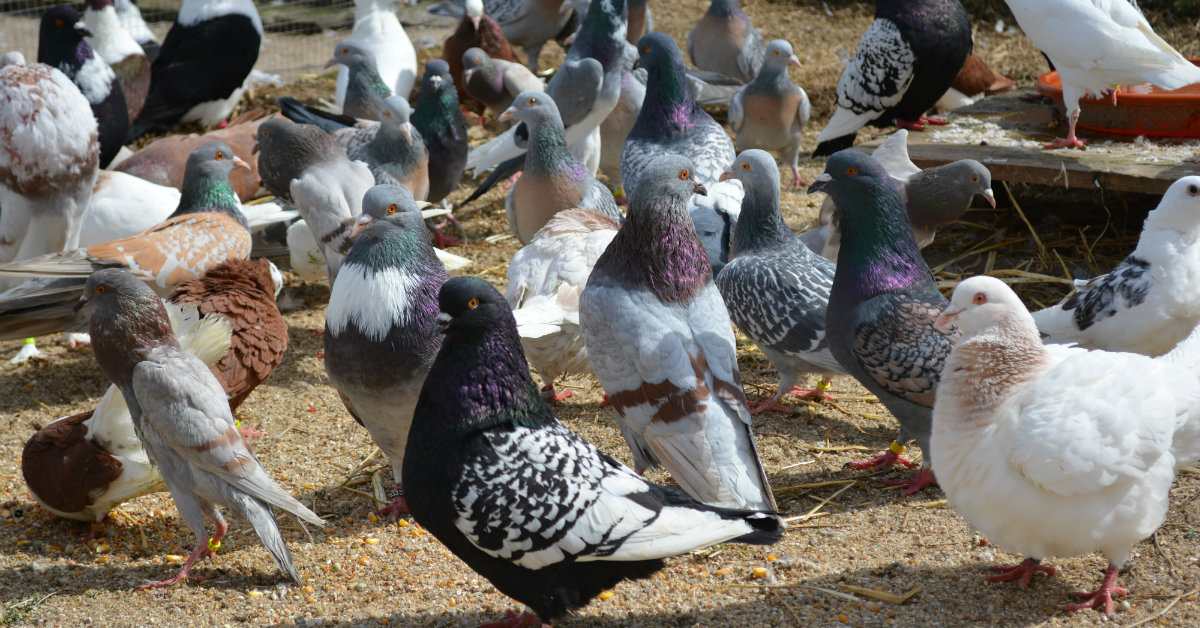 Palomas: Aprende a Clasificarlas por Grupos