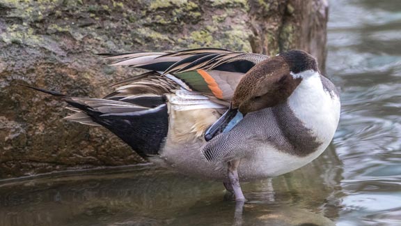 Glándula Uropigial en Aves: qué es y para qué sirve