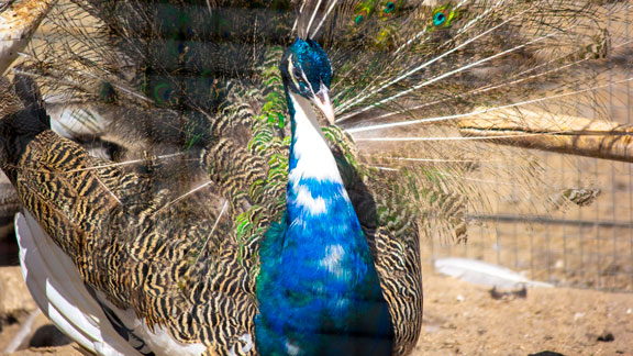 Curiosidades sobre el pavo real: cómo canta, dónde duerme...