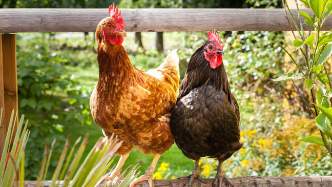 Los Beneficios de las Perchas en tu Gallinero