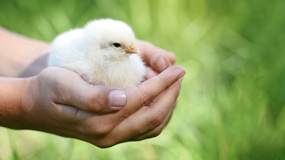 Síndrome del Pollito Solitario y Picaje de las Plumas