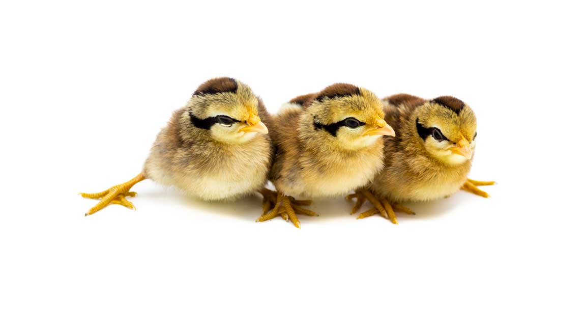 Pollitos Con Problemas En Las Patas: Posibles Causas