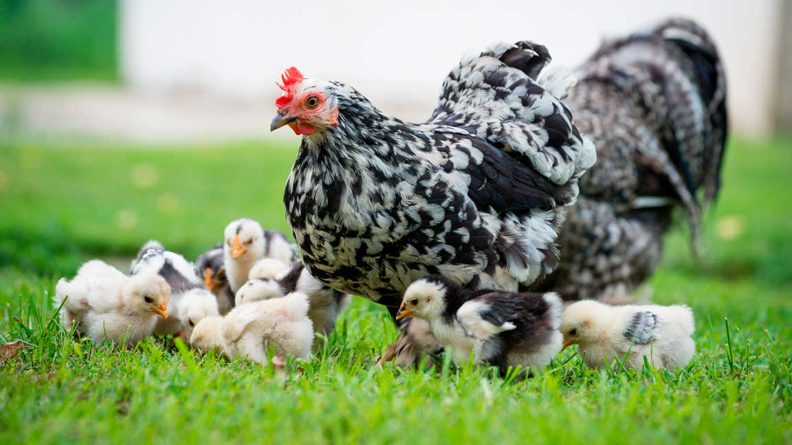 Cuándo Juntar a los Pollitos Con Las Gallinas Adultas