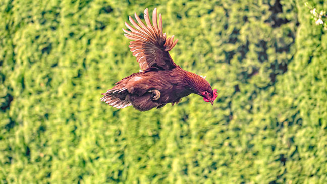 ¿Tus Gallinas Se Escapan Volando? ¿Cómo evitarlo?