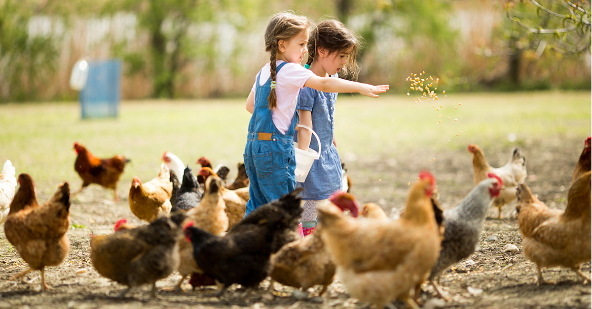 ¿Qué Comen las Gallinas?