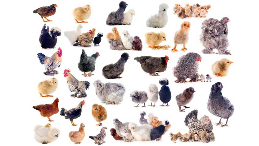 Tipos De Razas De Aves De Corral Razas De Gallinas | PPT