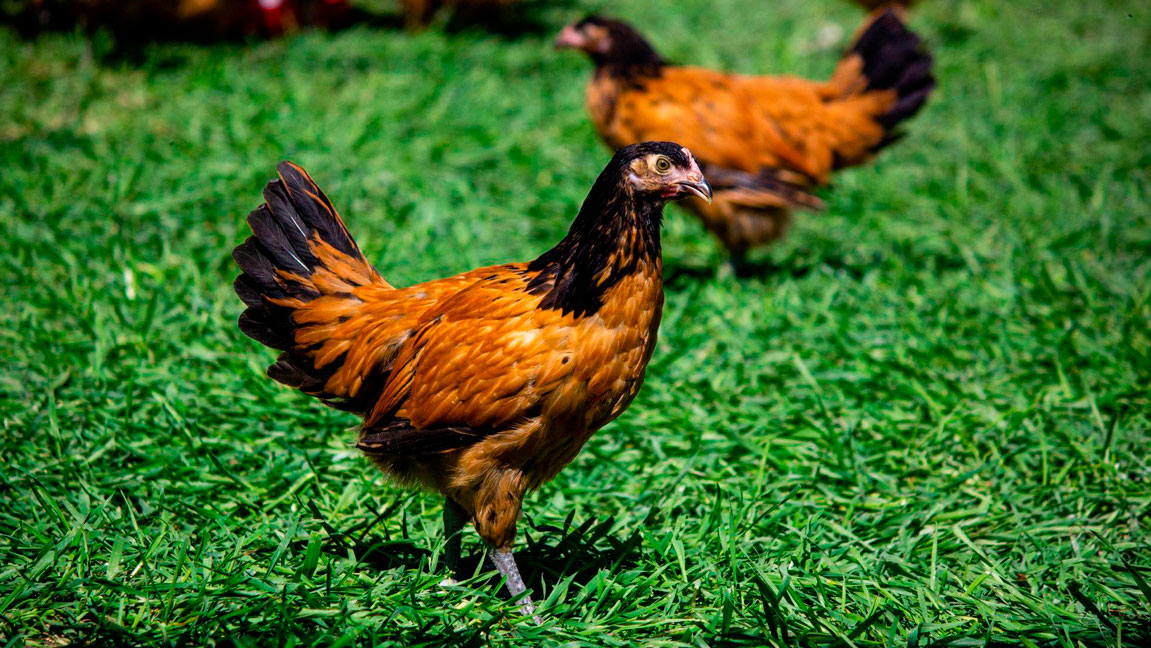 El Origen de la Raza de Gallina Vorwerk, una Raza Alemana