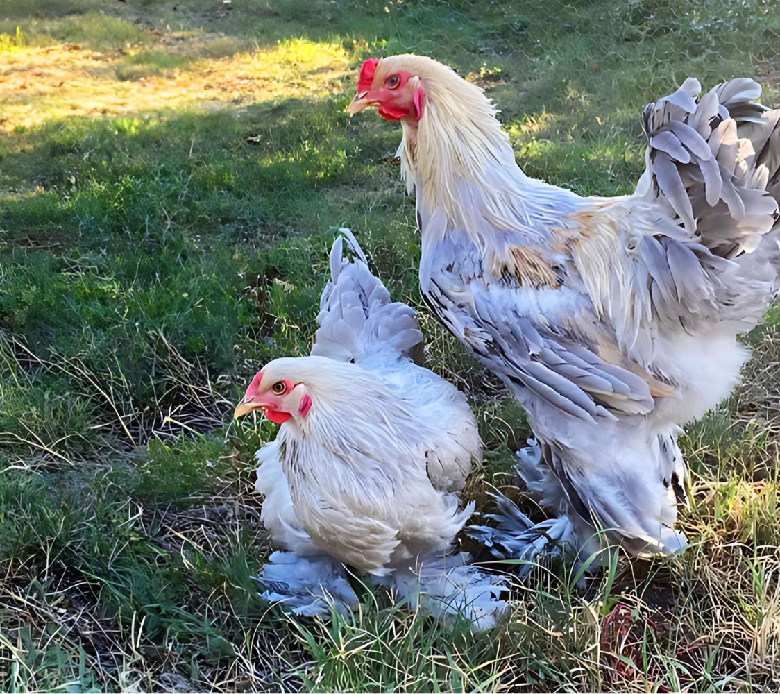 Gallina Brahma: una raza tamaño XL, tranquila e incubadora | Finca Casarejo