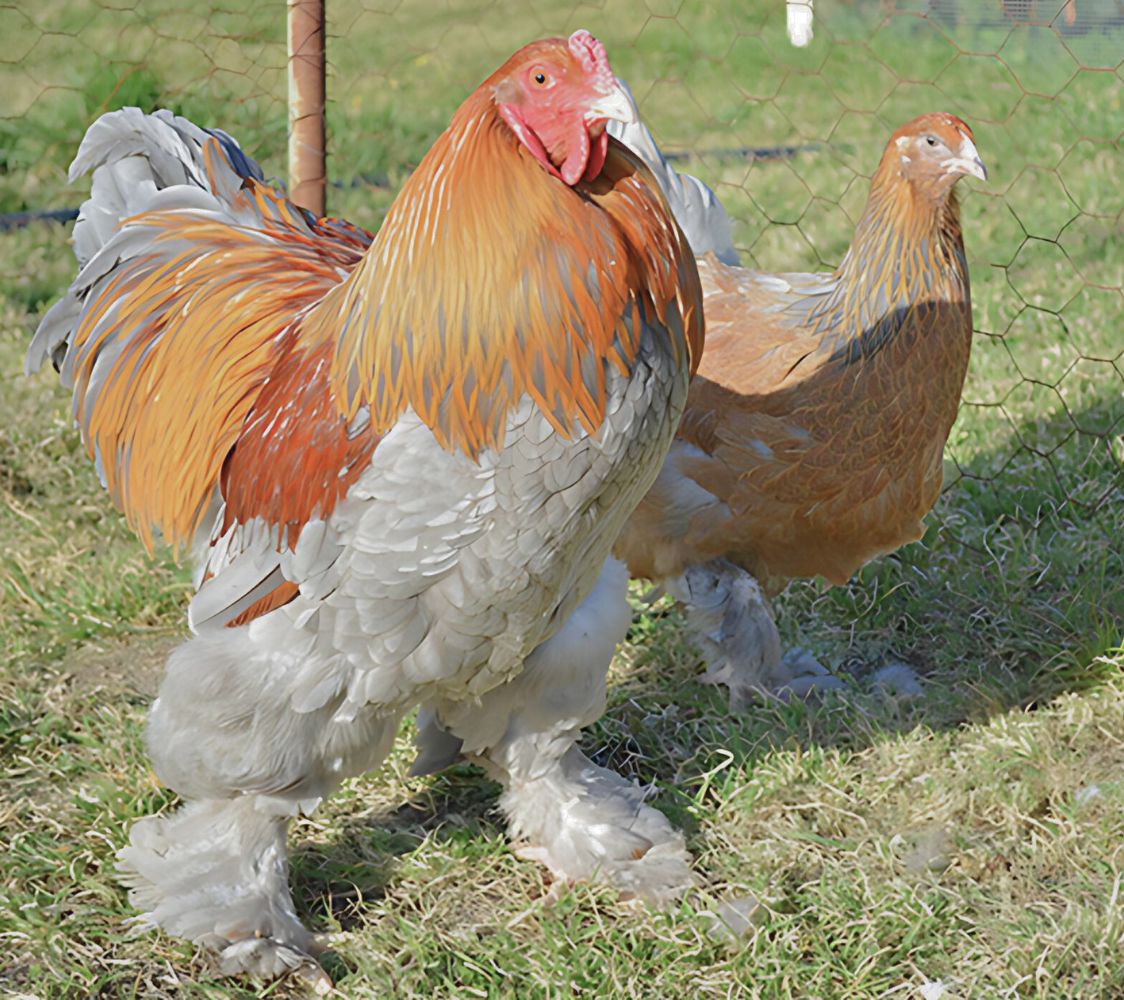 Gallina Brahma: una raza tamaño XL, tranquila e incubadora | Finca Casarejo
