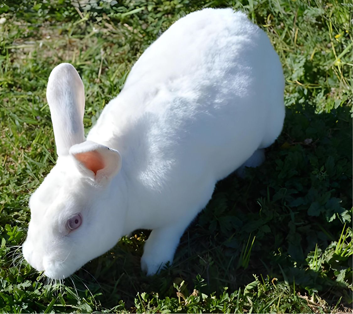 Rex blanco | Finca Casarejo