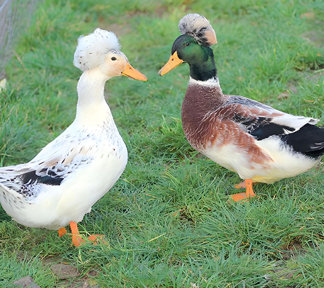 Características del Pato Canard Pompon. Venta Online | Finca Casarejo