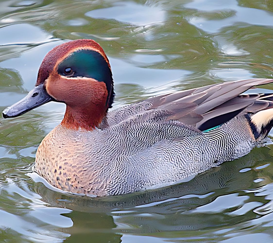 Cerceta común (anas crecca) | Finca Casarejo
