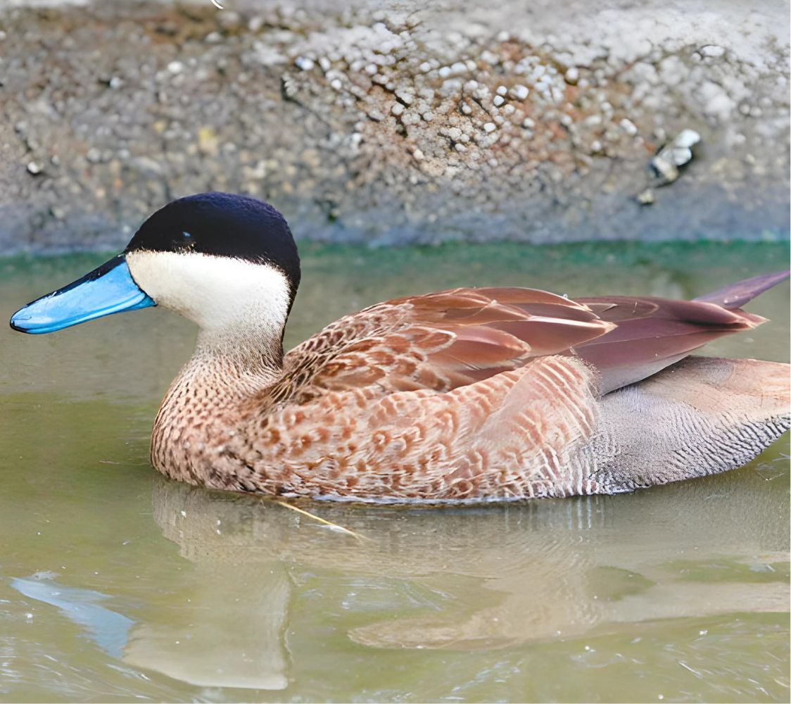 Cerceta de puna (anas puna) | Finca Casarejo