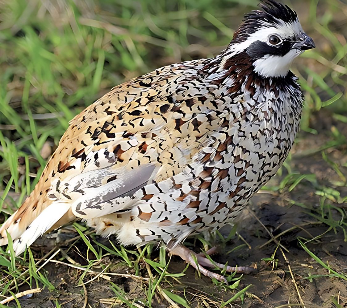 Colín de México | Finca Casarejo