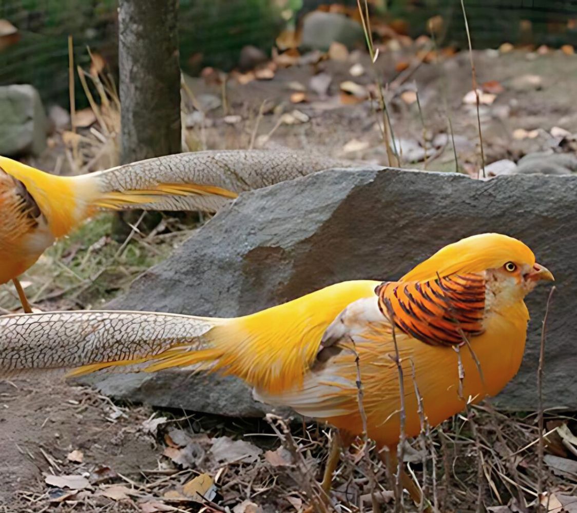 Faisán Ghigi: Mutación de Color del Faisán Dorado Rojo | Finca Casarejo