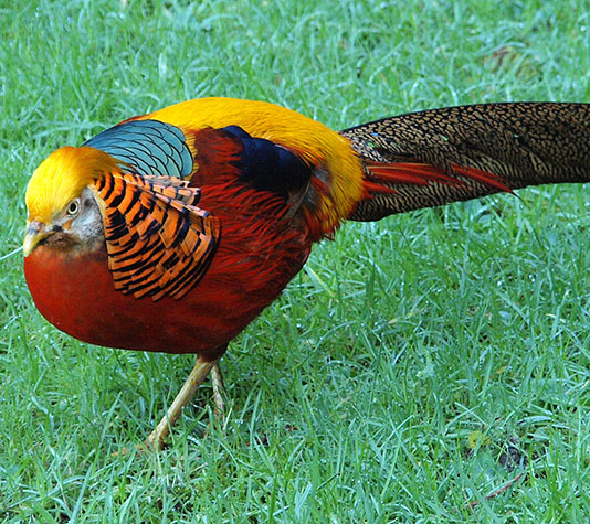 Venta de Faisanes Dorados. Enviamos a toda la Península | Finca Casarejo