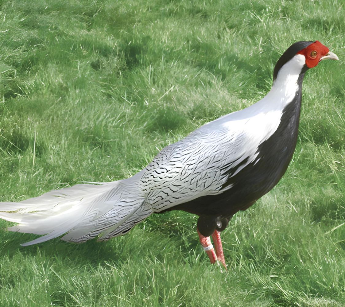 Faisán Plateado: Alimentación, Cría, Reproducción, Venta | Finca Casarejo